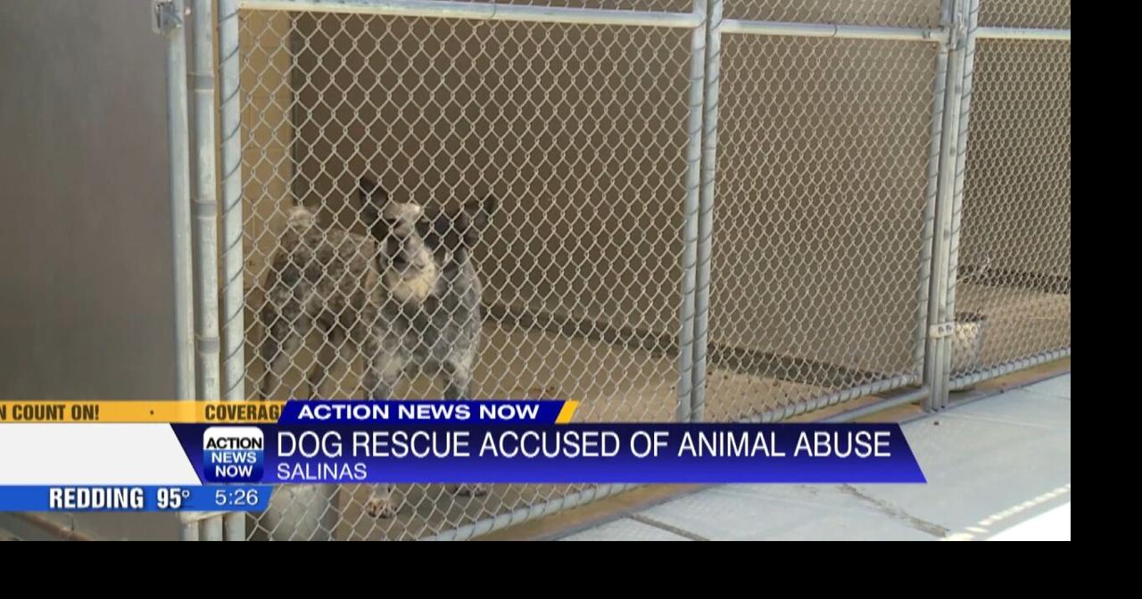 NorCal dog rescue under criminal investigation for animal abuse | Video ...