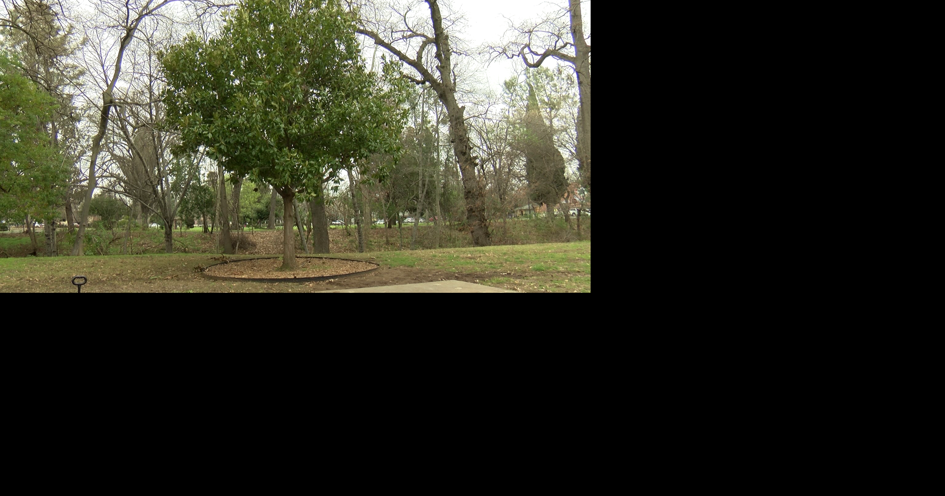 City of Chico transplants tree closer to sibling tree at Children's ...