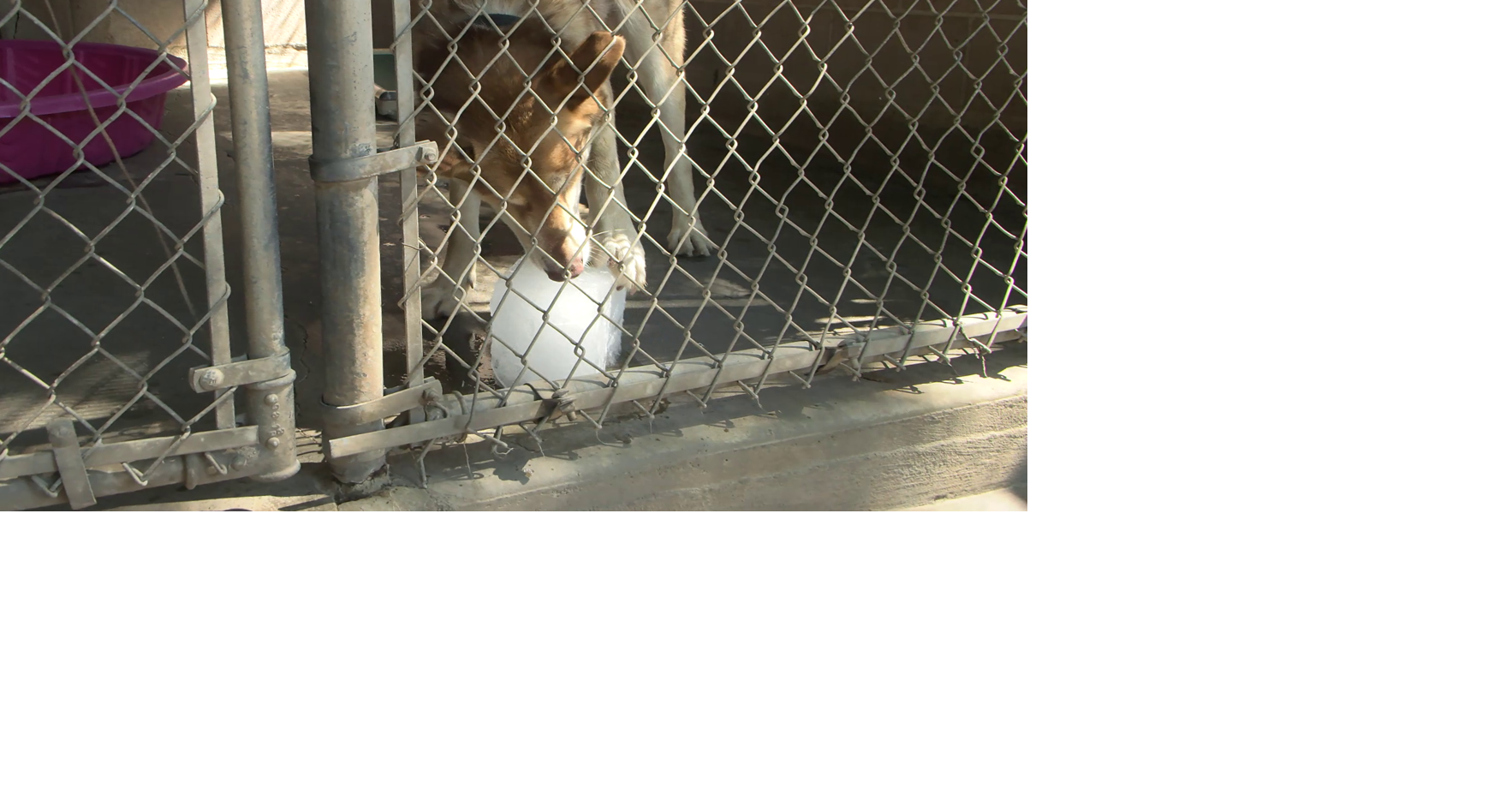 Chico Animal Shelter helps pups beat the heat | News | actionnewsnow.com