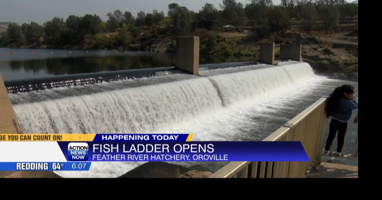 Feather River Fish Hatchery to open fish ladder | Video | actionnewsnow.com