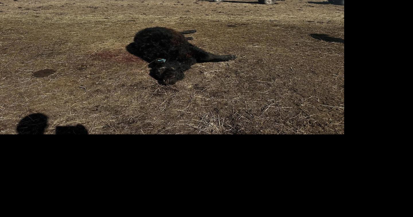 Concerns grow over wolf attacks on livestock in Modoc County | Local ...