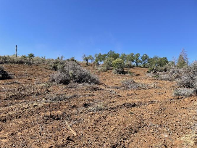 Tehama County fuel reduction project | | actionnewsnow.com
