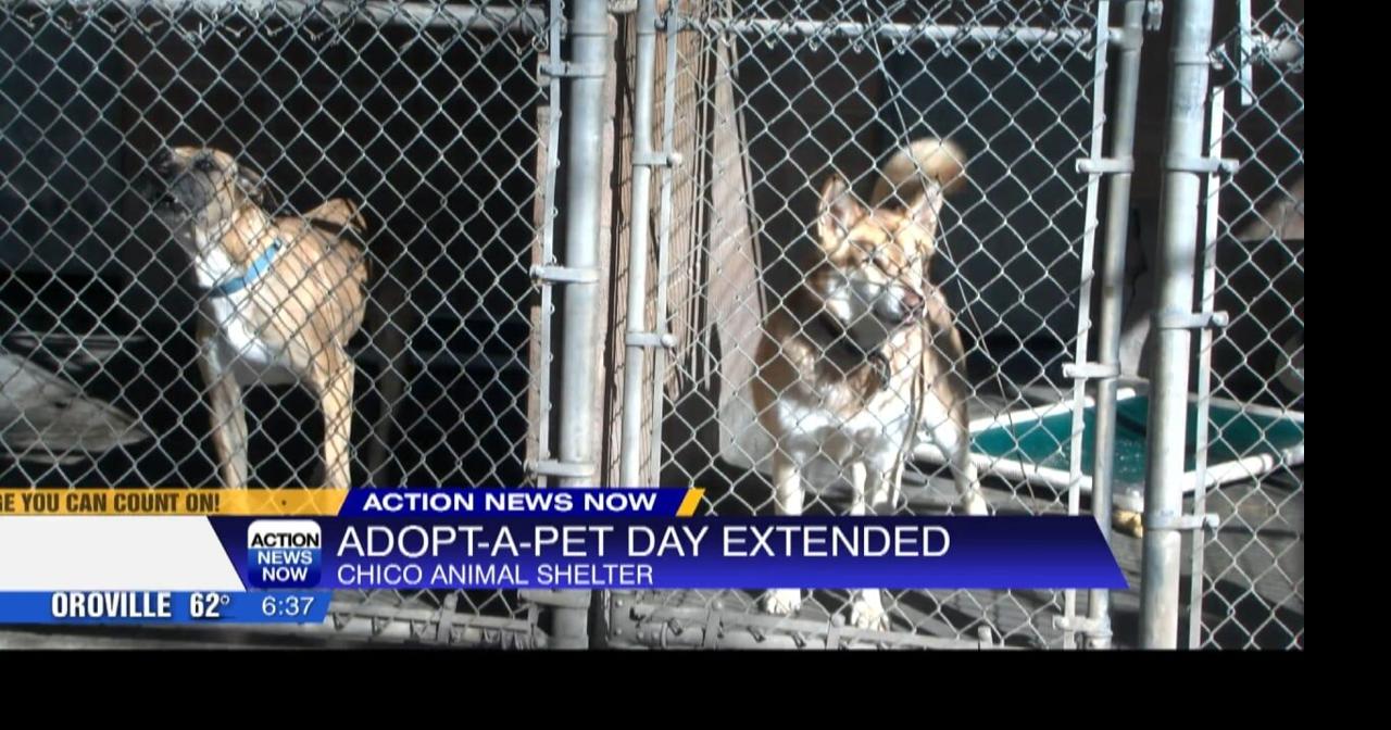 Chico Animal Shelter extends waiving of fees for animal adoptions ...