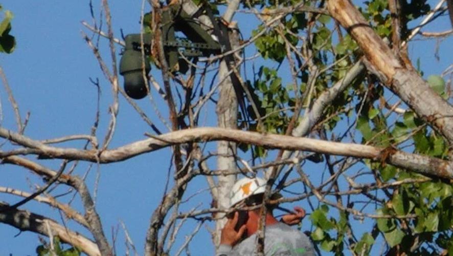 Redding eagles' nest falls as tree goes down during winter storm ...