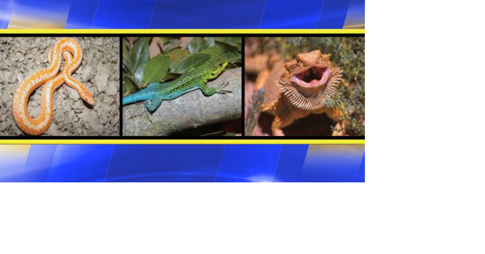 Redding Reptile Expo moves to February, taking place at Holiday Inn on ...