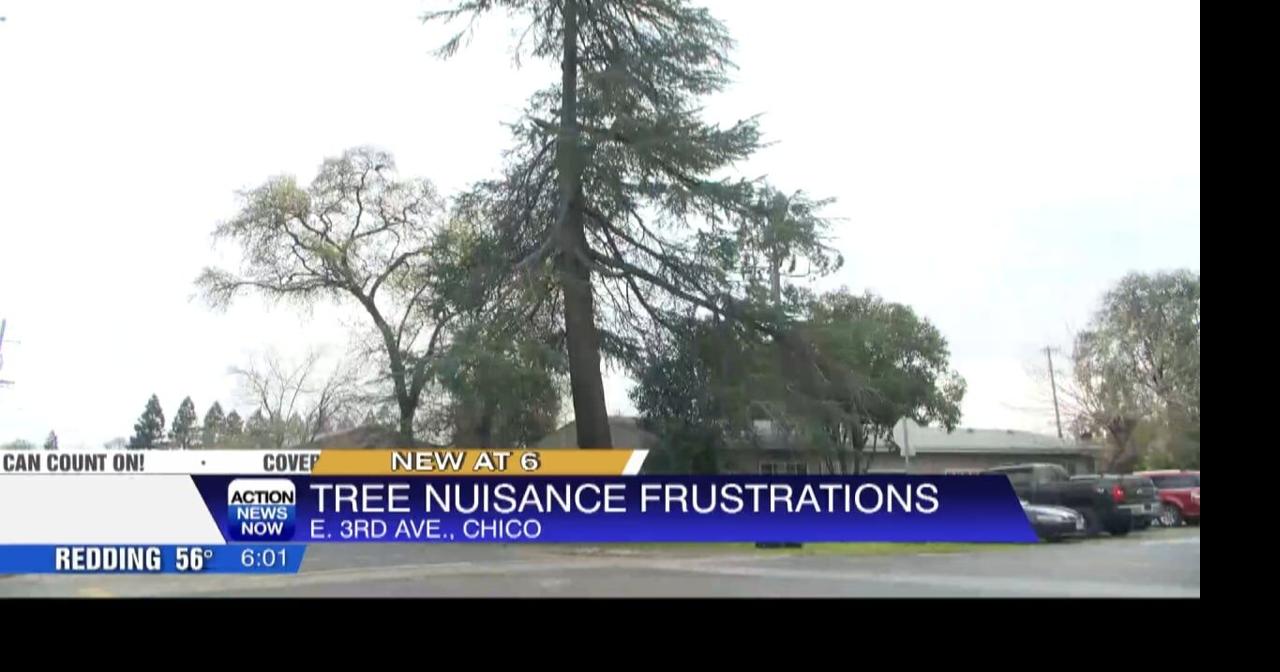 Chico family looking to get City of Chico to remove city tree next to ...