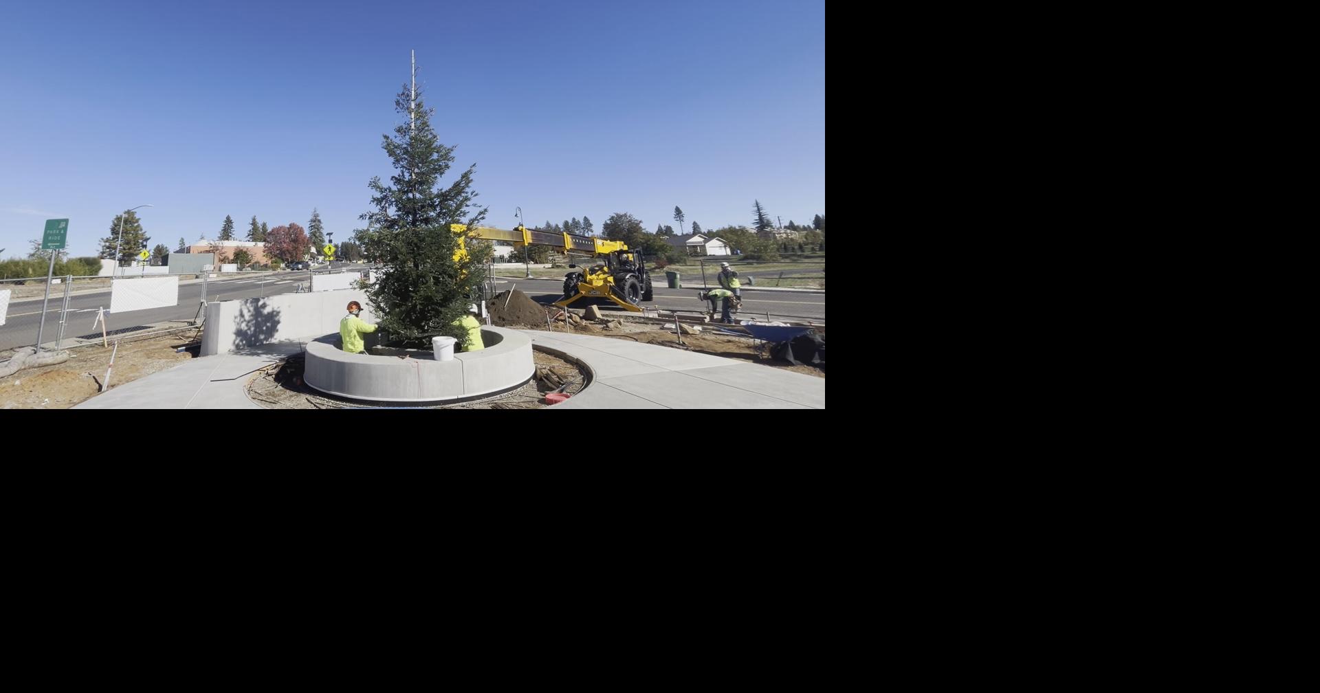 Sequoia tree unveiled as new symbol of hope at Hope Plaza in Paradise ...