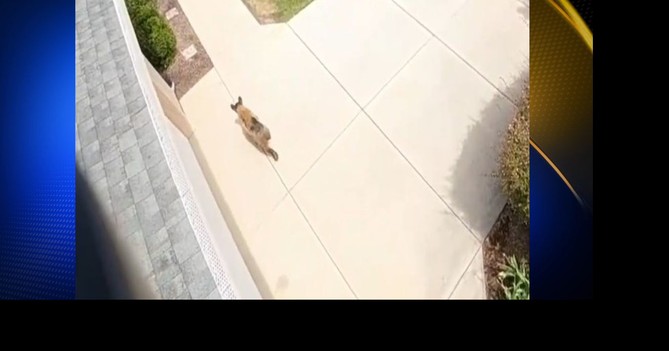 Chico neighborhood back to normal after bear scare Sunday | News ...