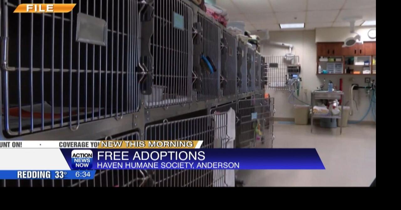 Haven Humane Society offers free adoptions until December 15 this ...