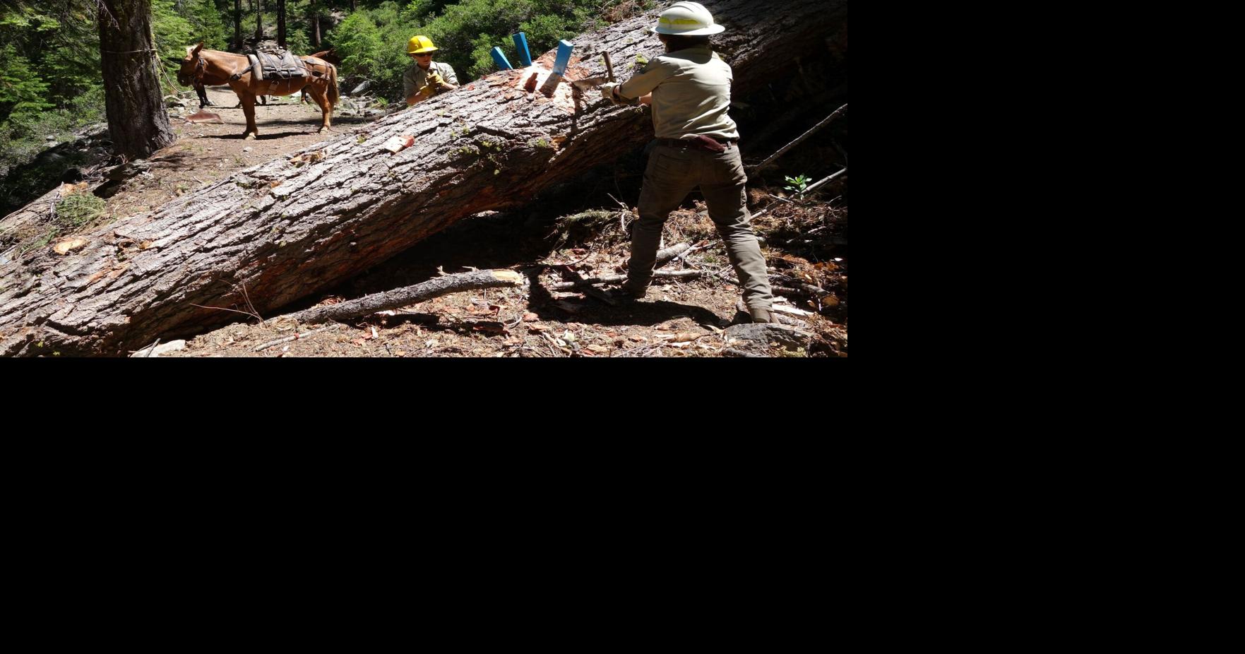 Crews begin to repair New River area in Shasta-Trinity National Forest ...