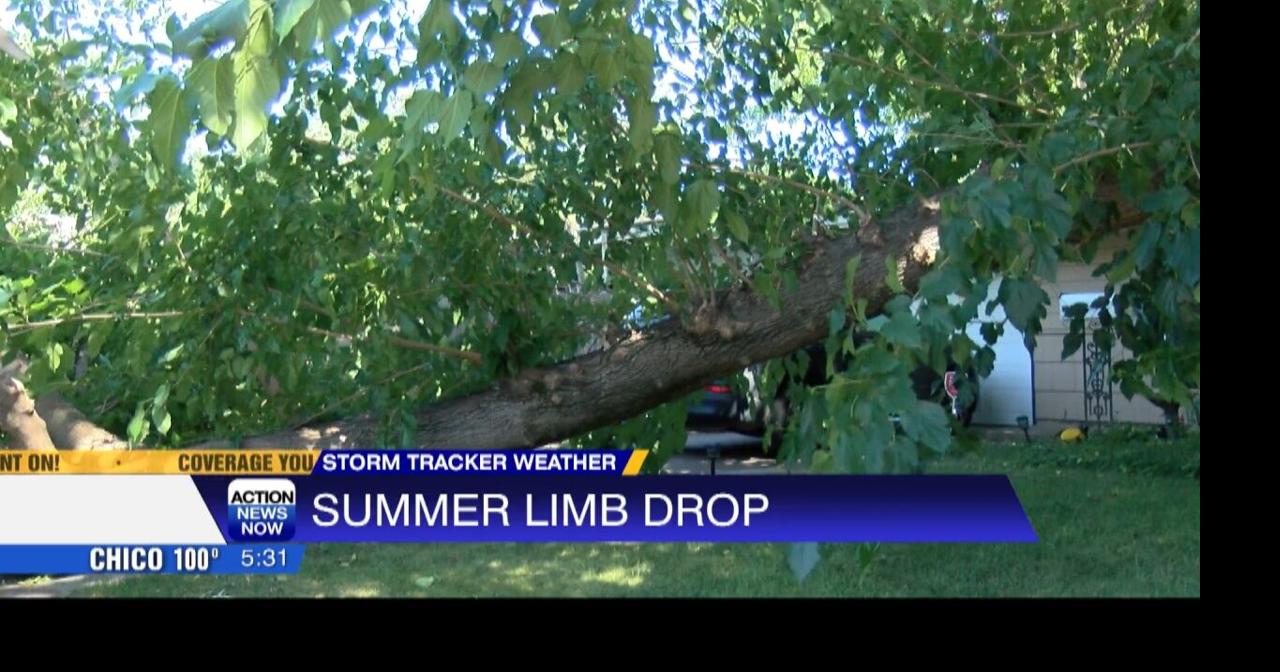 Calm weather bringing down tree limbs without warning | Local ...