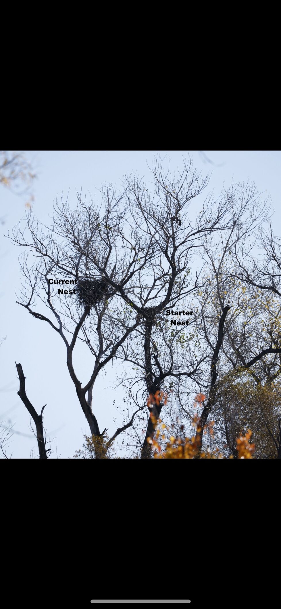 Redding eagles' nest falls as tree goes down during winter storm ...