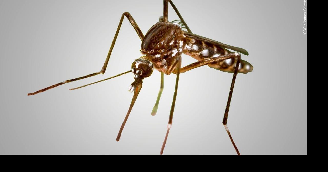 Non-native mosquito species found in Butte County | News ...