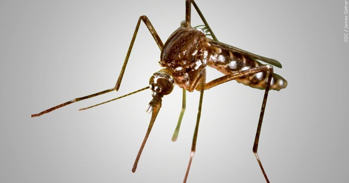 Non-native mosquito species found in Butte County | News ... Non-native mosquito species found in Butte County | News ...