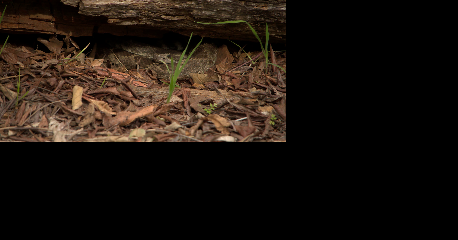 Multiple rattlesnake sightings at Chico Seed Orchard | News ...