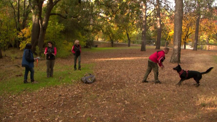 An inside look at K-9 training with Butte County Search & Rescue | News ...