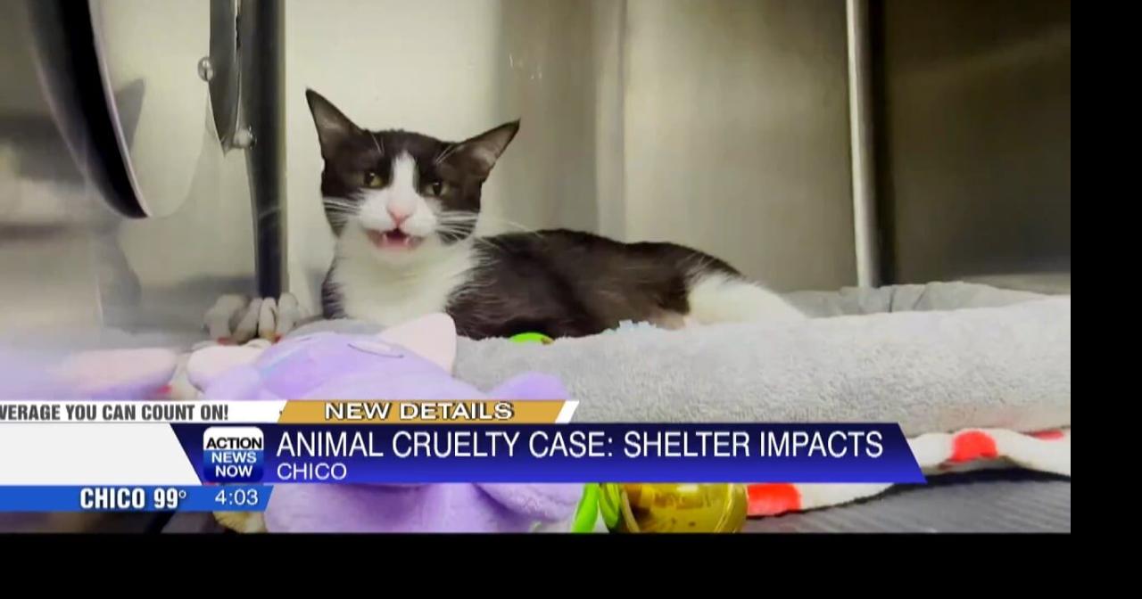 Chico Animal Shelter seeks help after rescuing 32 cats and 3 dogs ...
