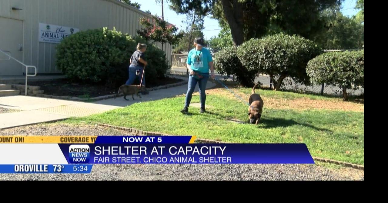 Foster parents needed for Chico Animal Shelter | News | actionnewsnow.com