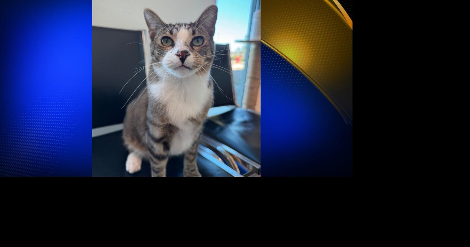 Chico's Butte Humane Society joins state-wide fee-waived pet adoption ...