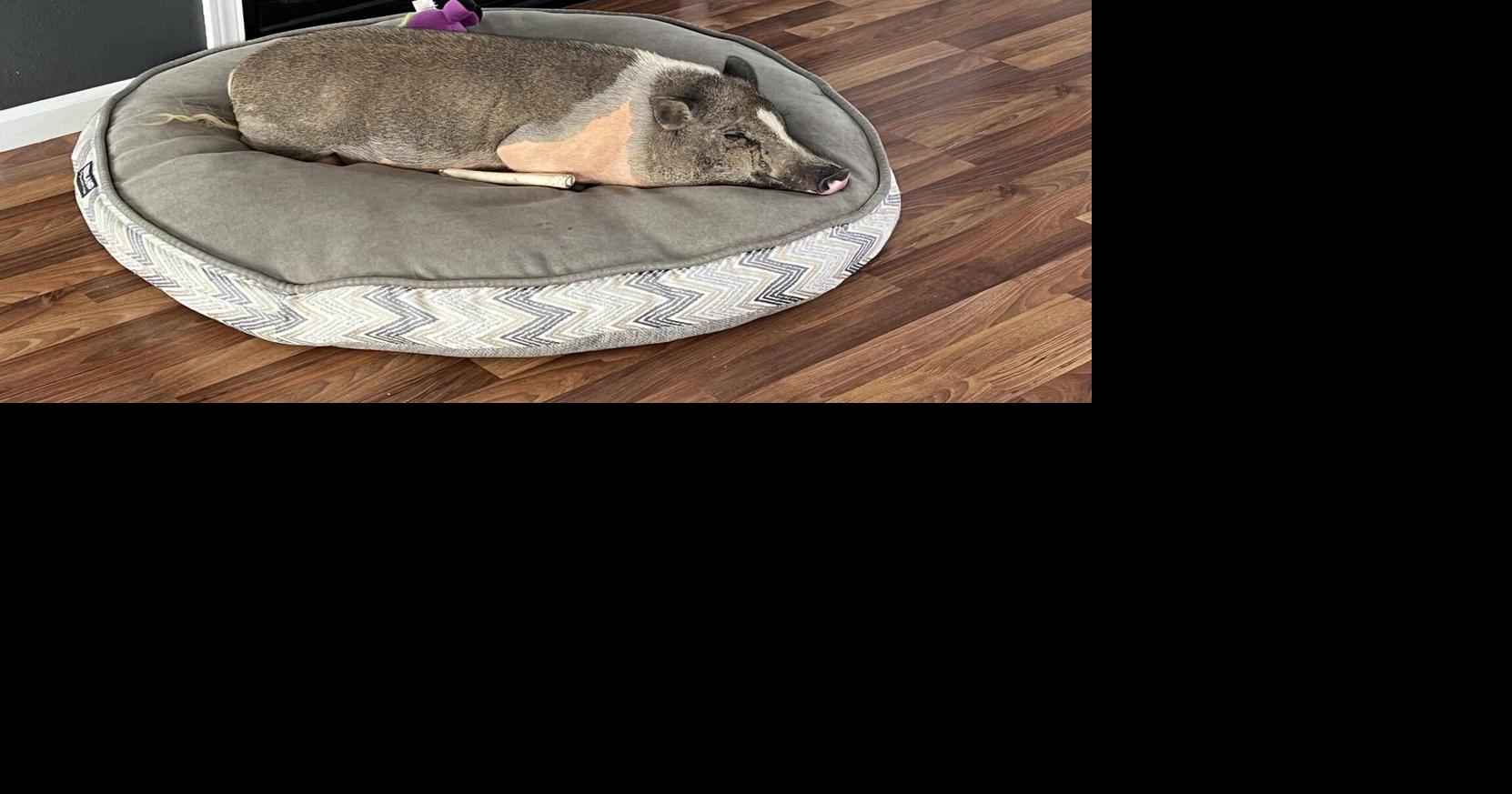 Missing pig in Redding returns home | News | actionnewsnow.com