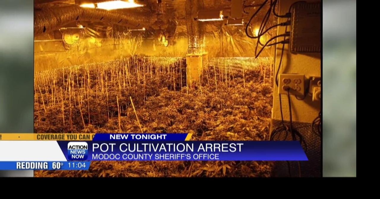 Marijuana cultivation arrest in Modoc County | Video | actionnewsnow.com