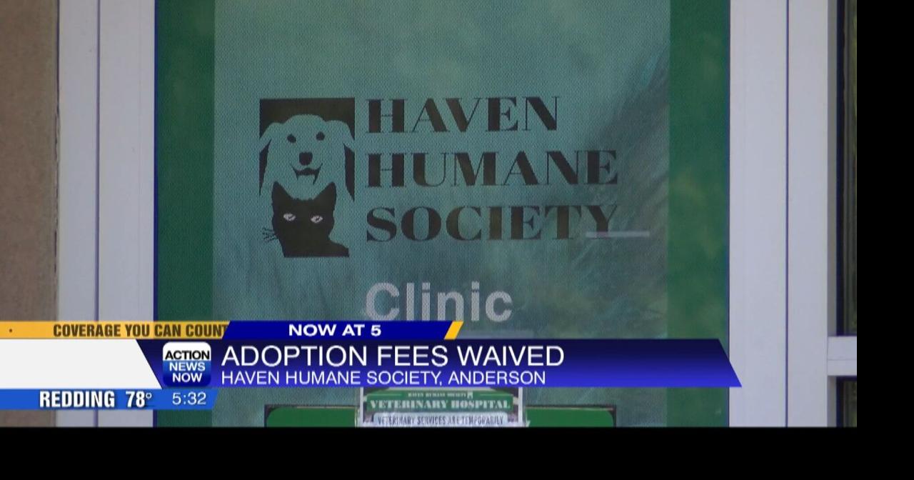 Adoption Fees waived at the Haven Humane Society in Anderson | Video ...