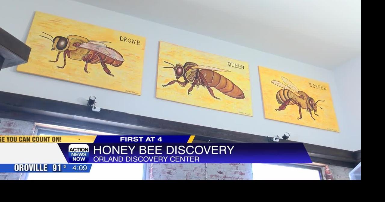 Honey exhibit opens at the Honeybee Discovery Center in Orland | Local ...