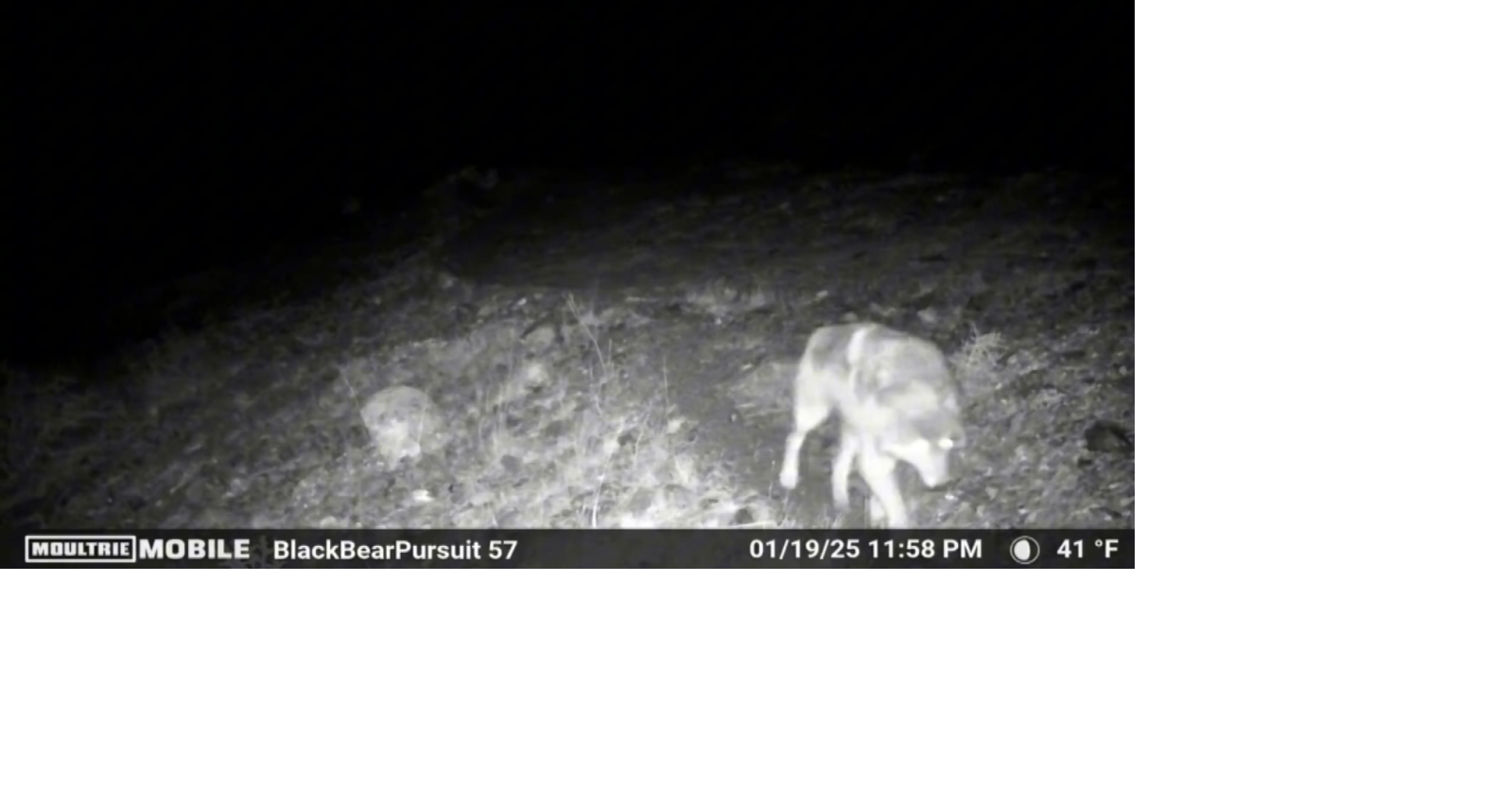 Caught on Camera: Wolf wandering around Tehama County | News ...