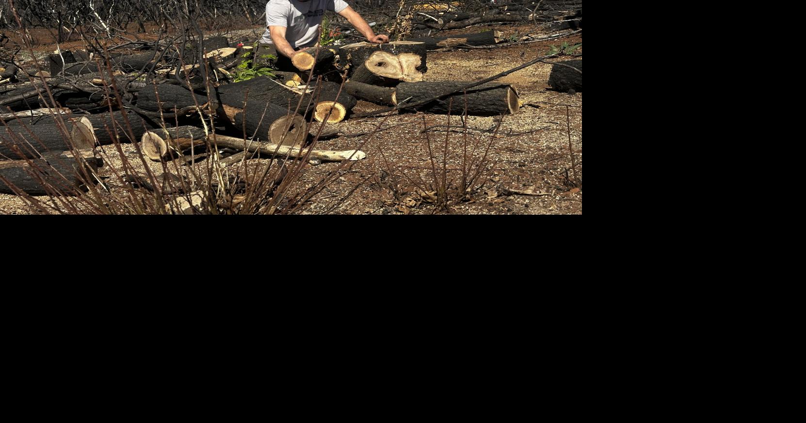 Park Fire survivors harvest hazardous trees to make money after ...