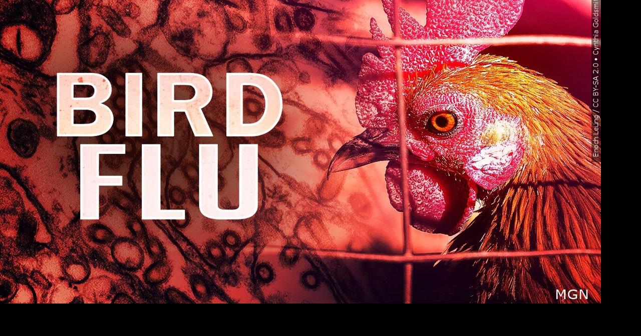 Calif. Department of Fish & WIldlife reports avian flu in Northern ...