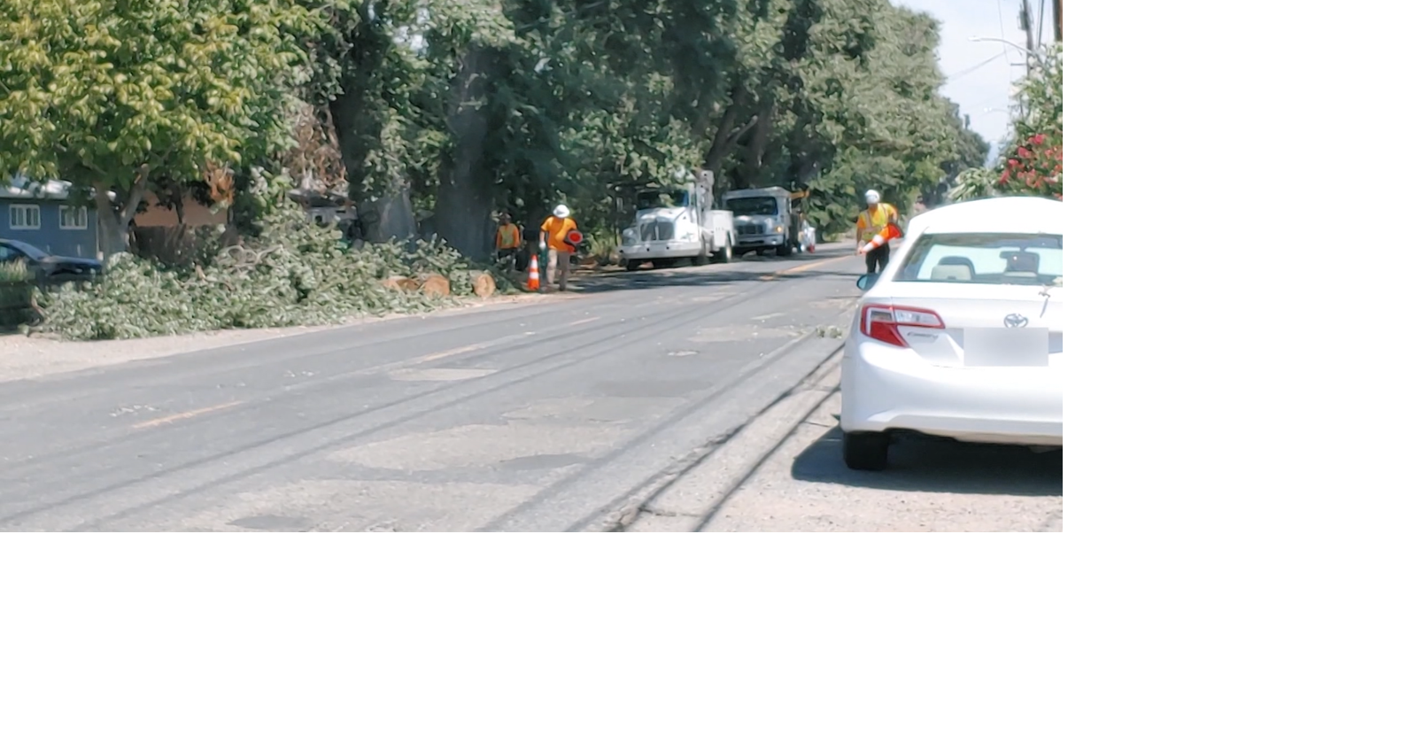 Tree troubles in Chico: What you need to know about liability | News ...