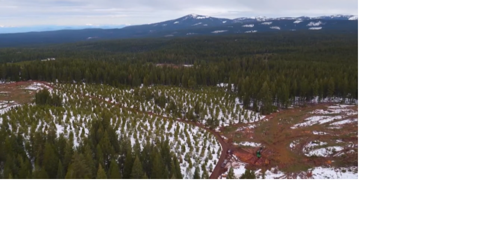 Christmas tree permits for sale for the Plumas, Shasta-Trinity ...