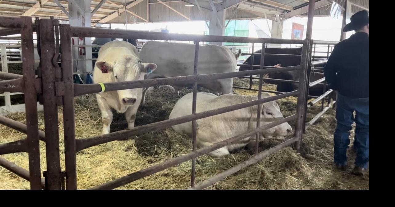 Red Bluff Bull and Gelding Sale celebrating 83 years of tradition ...