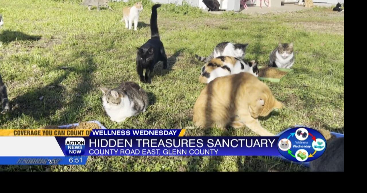 Glenn County sanctuary offers hope for homeless cats | News ...