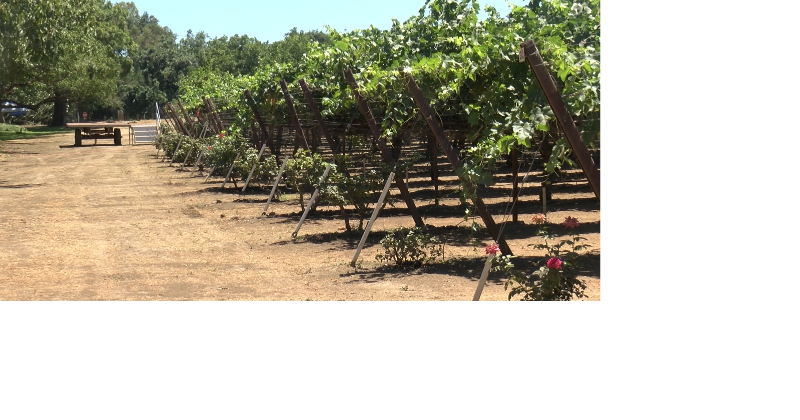New Clairvaux Vineyard in Vina to celebrate 25 years of wine making ...