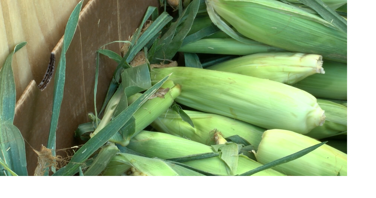 Chico State University Farm is growing and selling corn | News ...