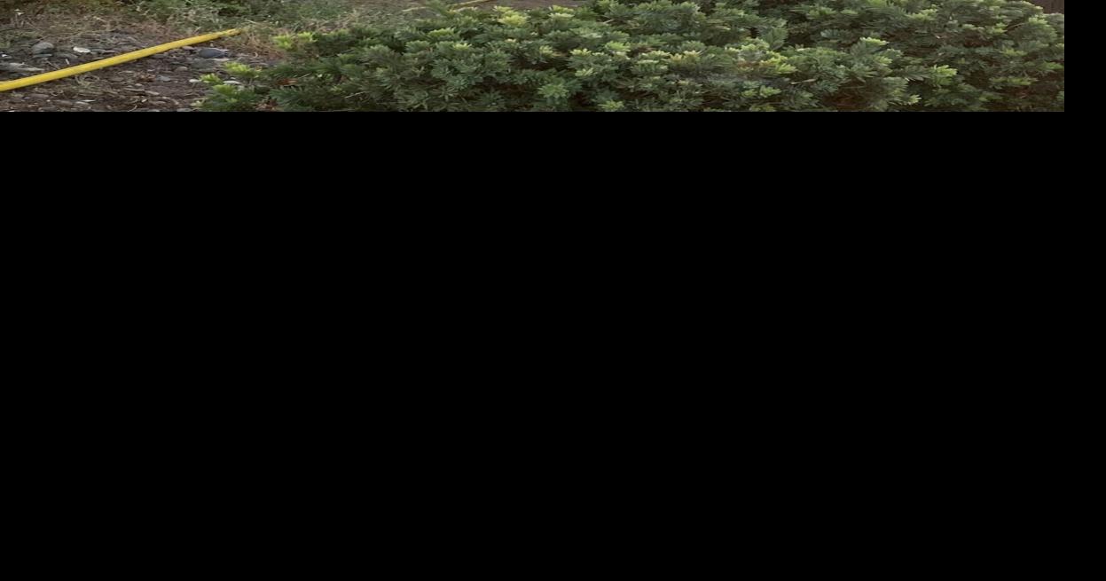 Red Bluff Fire Department contains spot fire Wednesday morning | News ...