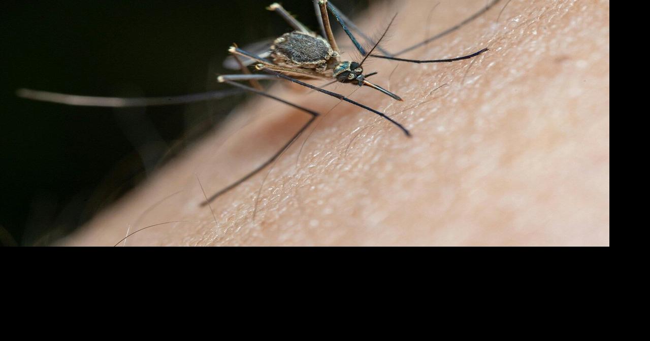 Warm winter wakes mosquitoes in Butte County, causing buzz | News ...