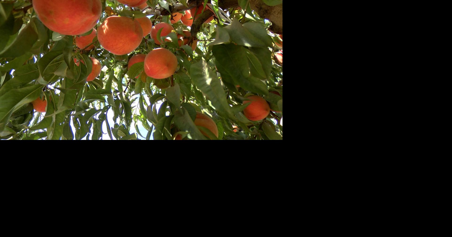 U-Pick Peaches event returns to Chico State University Farm | Local ...