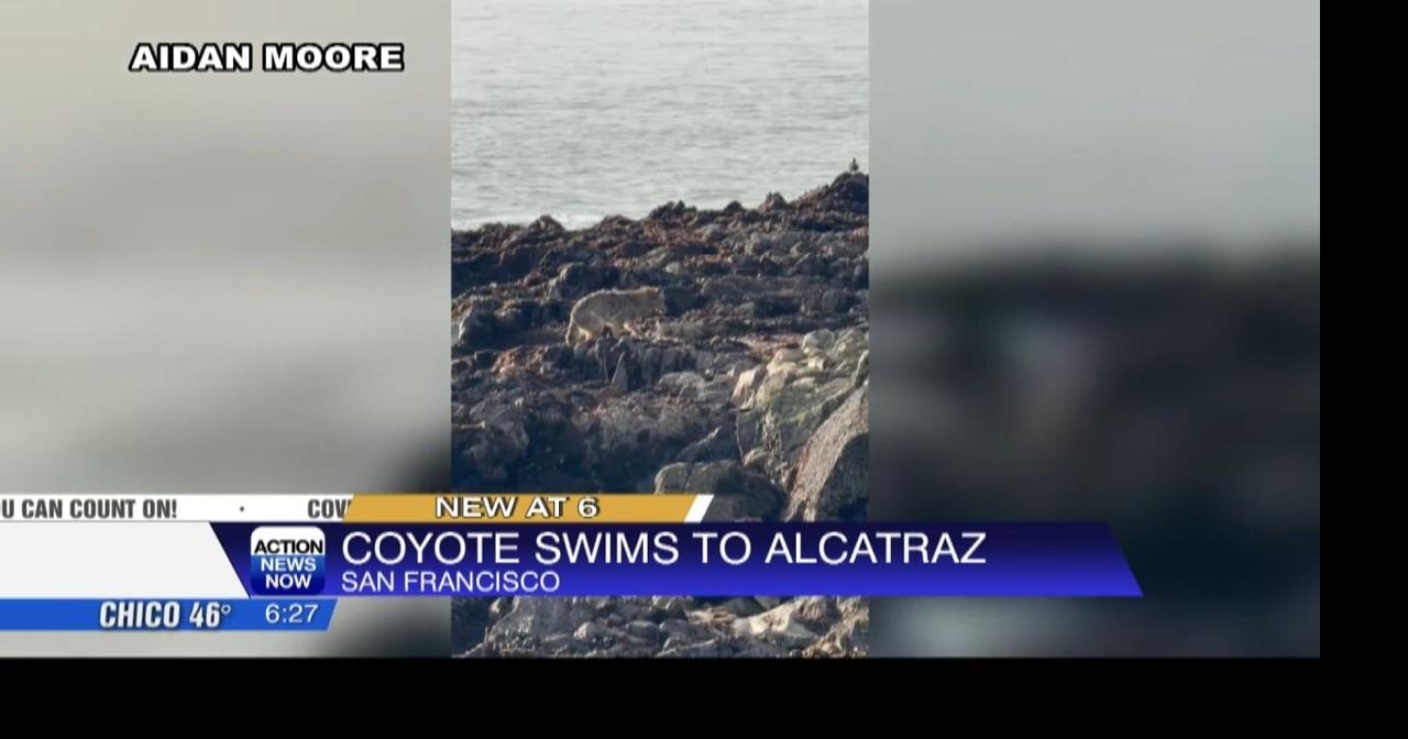 San Francisco Coyote Makes Rare Swim To Alcatraz Island Video