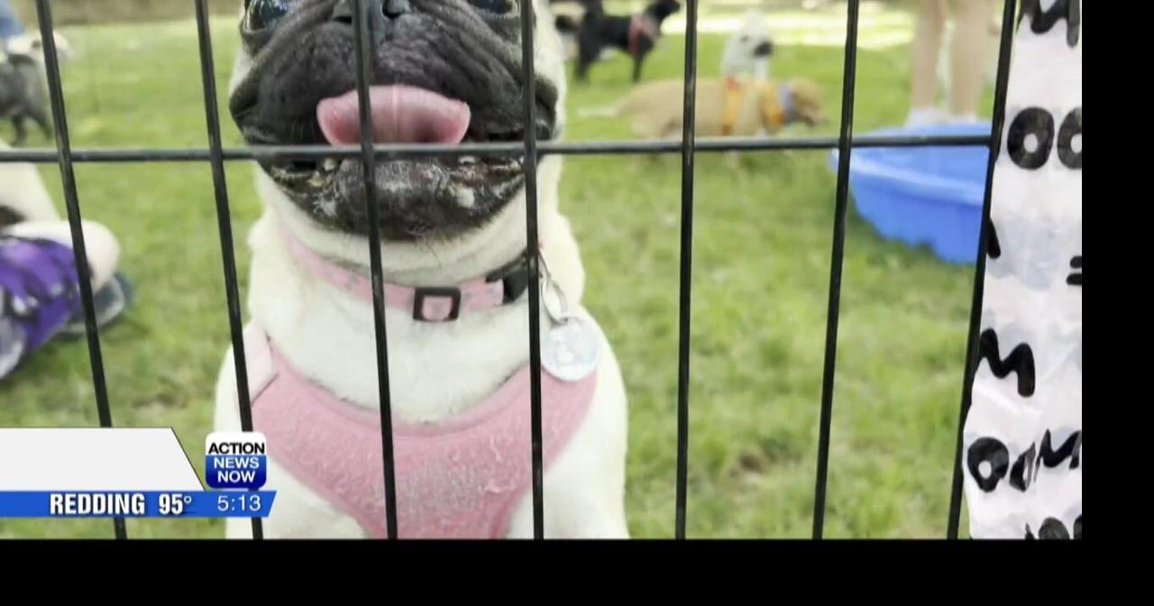 Pug Sunday no more; Rescue program moves to Durham Doggie Posse | News ...