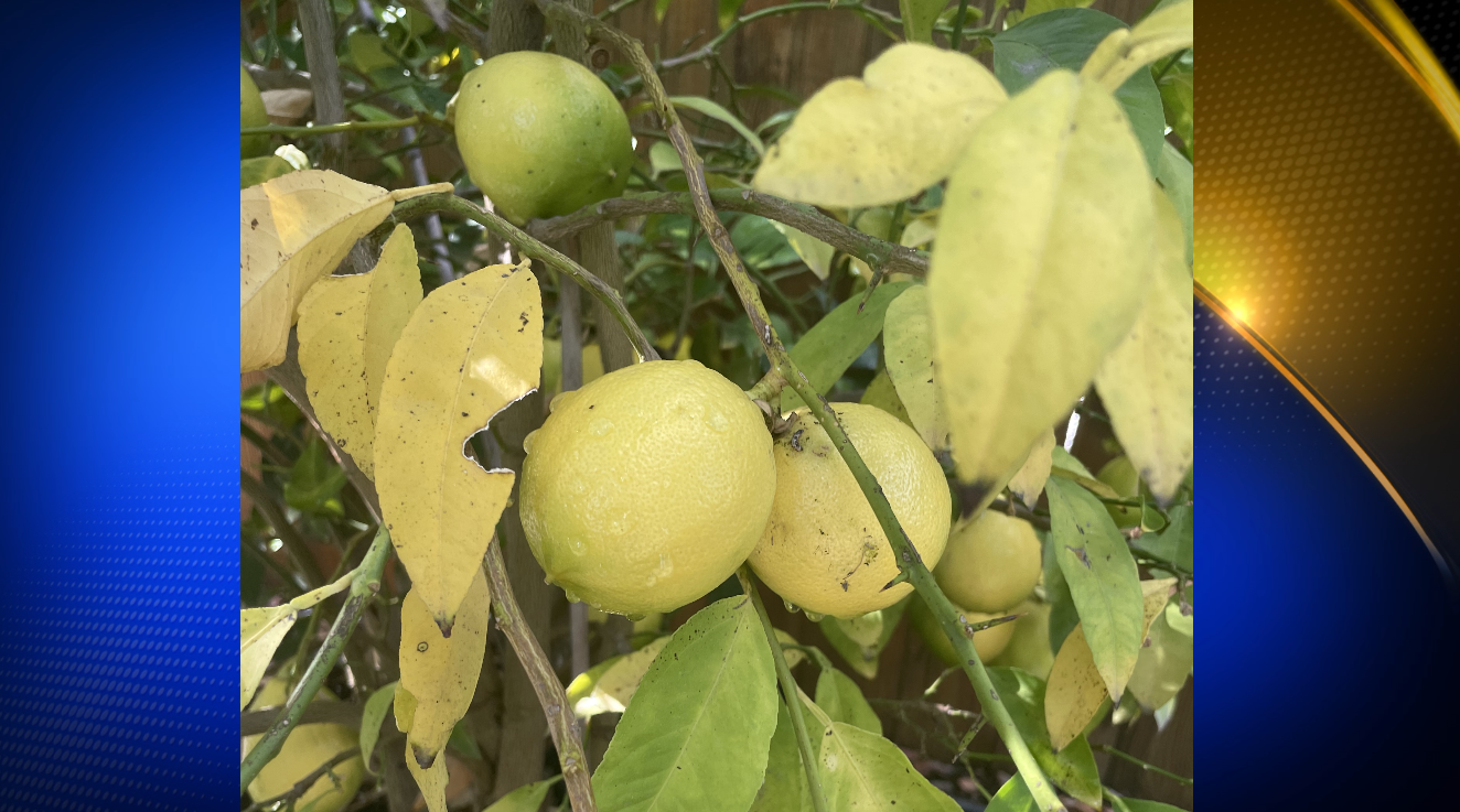 Phoenix lemons from Paradise | | actionnewsnow.com