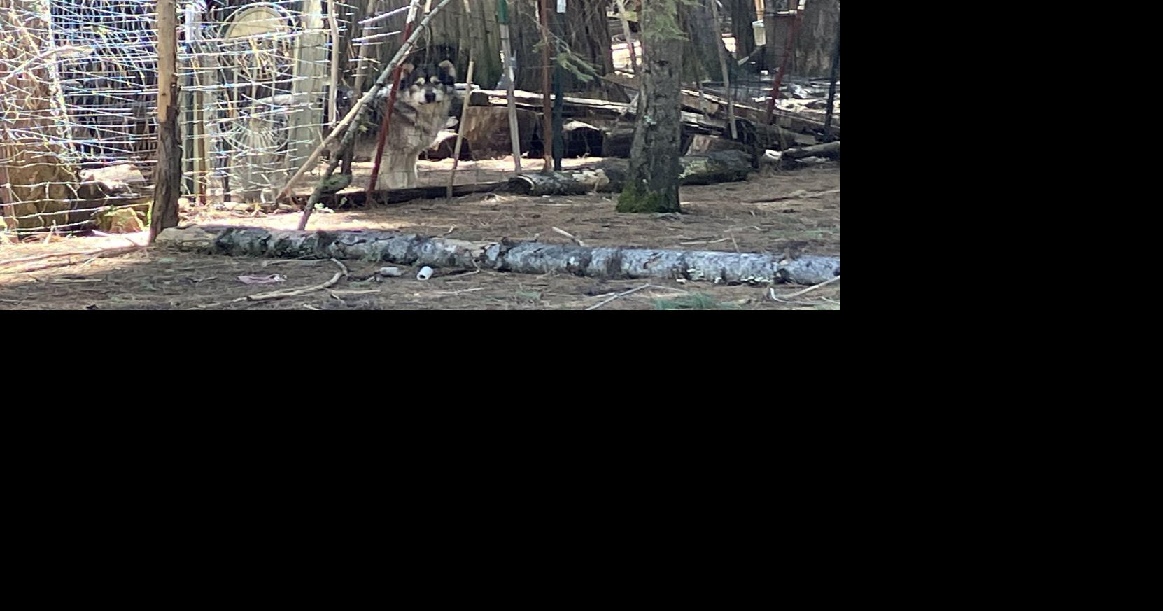 3 adult Wolf-dog hybrids still on the loose in Shasta County | News ...