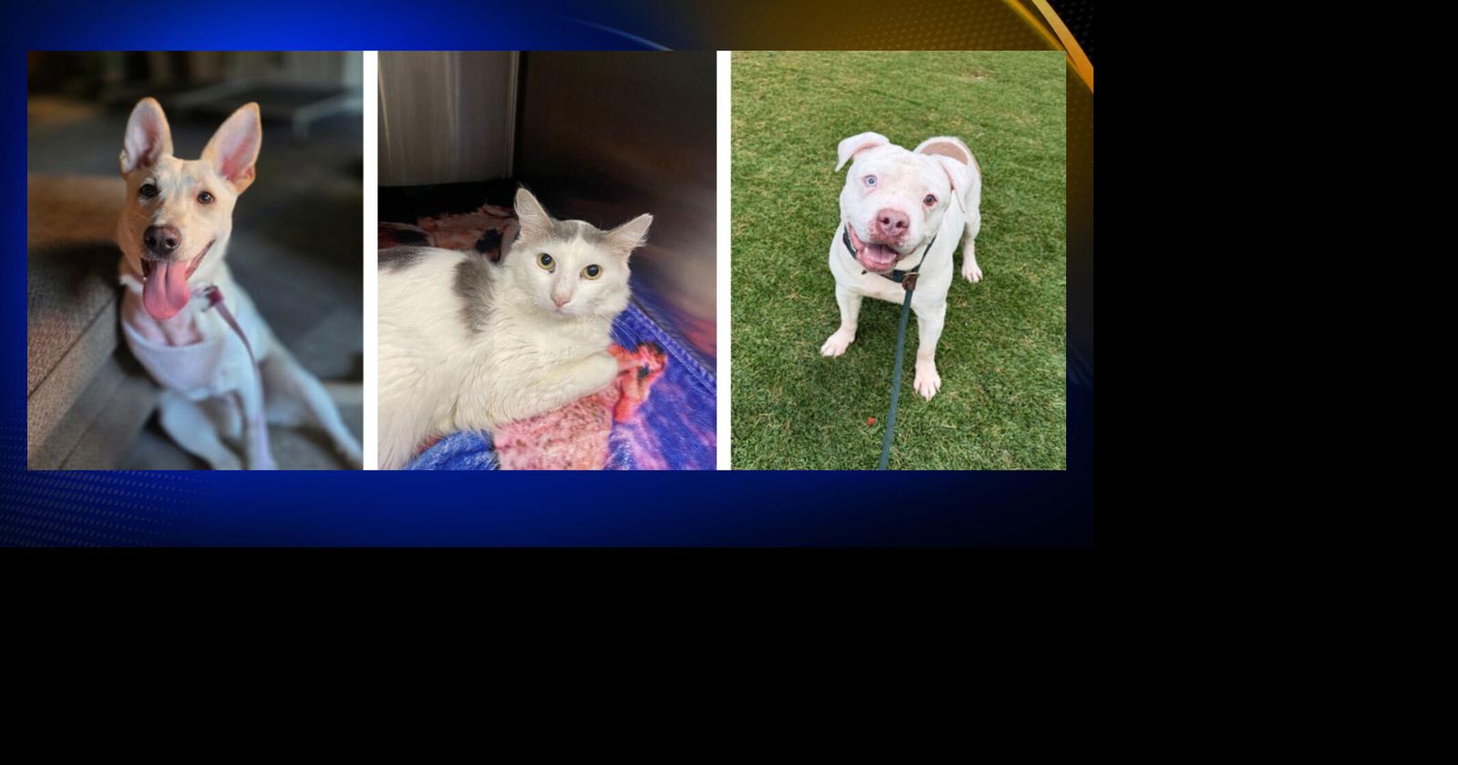 Chico Animal Shelter to offer fee-waived adoptions on June 6 as part of ...