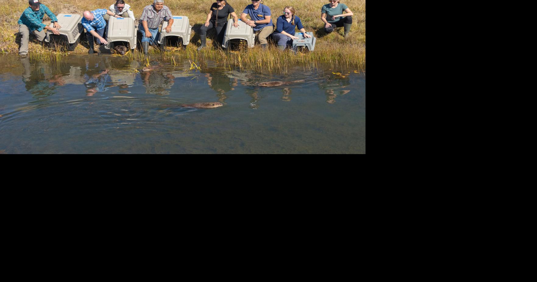 Family of beavers to be set free in the wild for the first time in ...