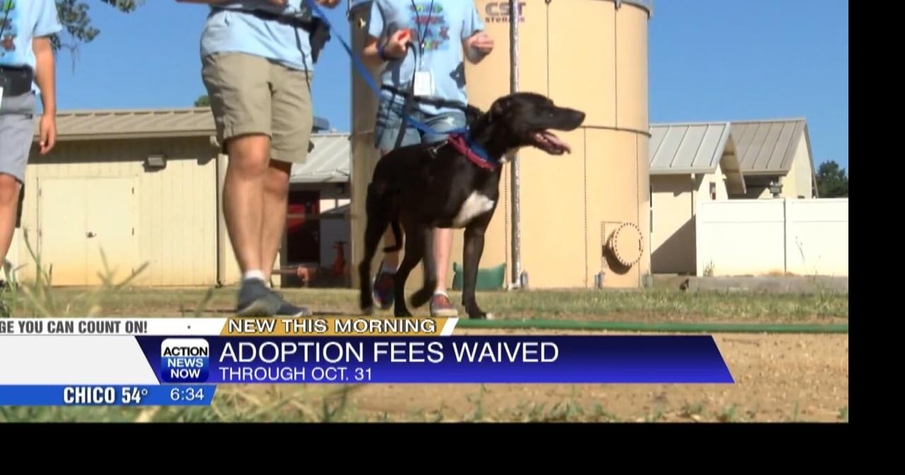 Haven Humane Society in Anderson offering free pet adoptions | Video ...