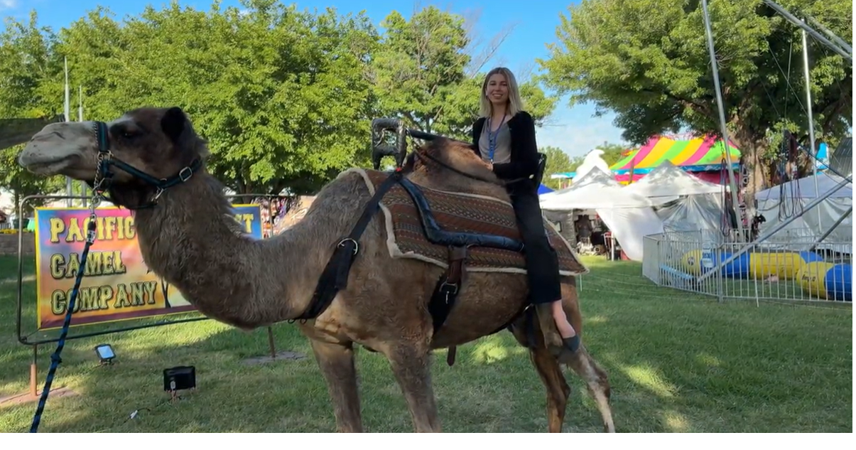 Shasta District Fair featuring camel rides on June 19, 2026 ...