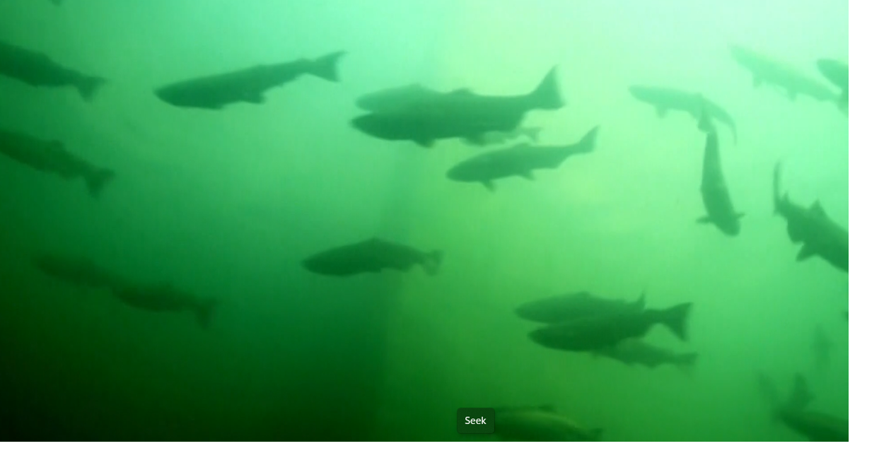Salmon fishing in Northern California could be canceled again | News ...