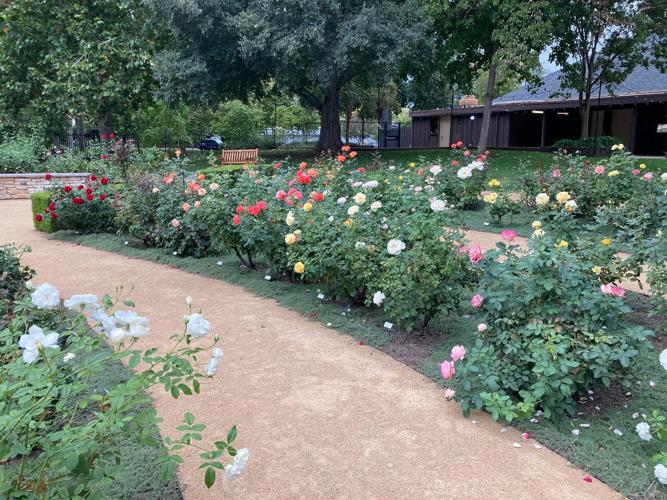 Butte Rose Show returns to Chico Saturday | News | actionnewsnow.com