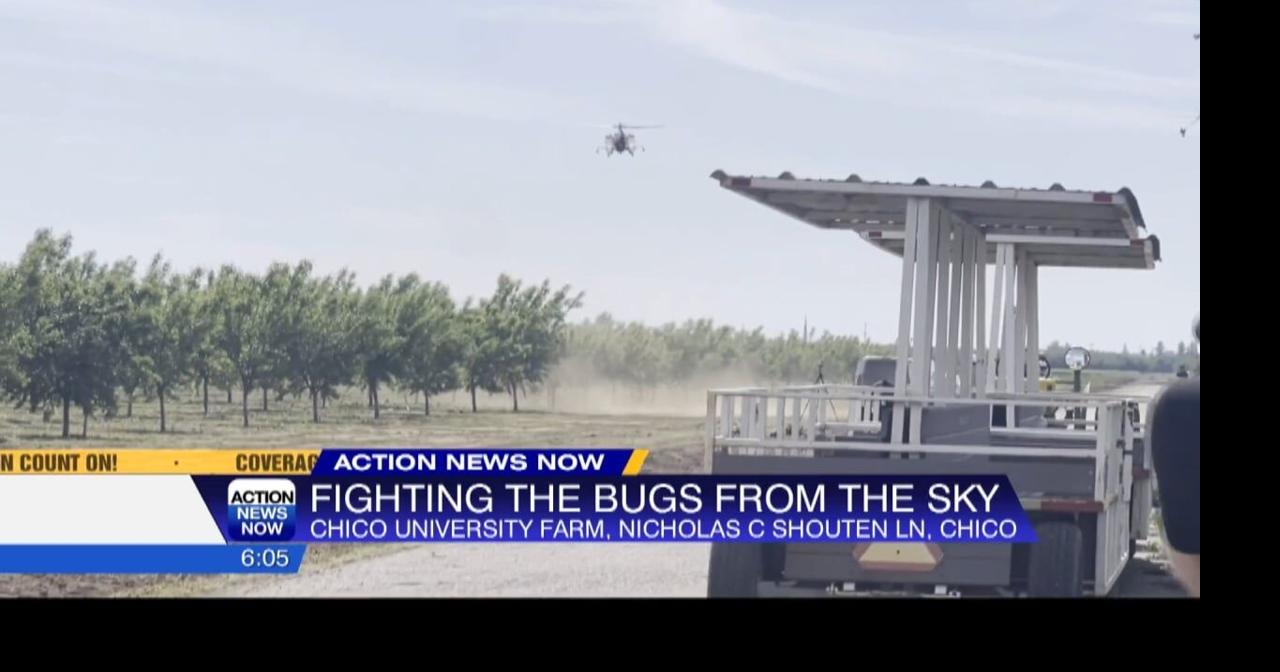 Drones being used to spray for navel orangeworm moths, primary almond ...